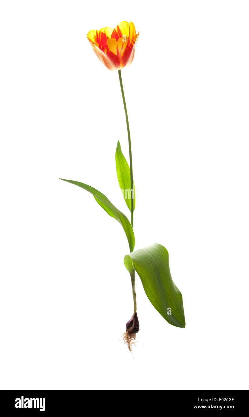 Holland spring Cut Out Stock Images & Pictures - Alamy