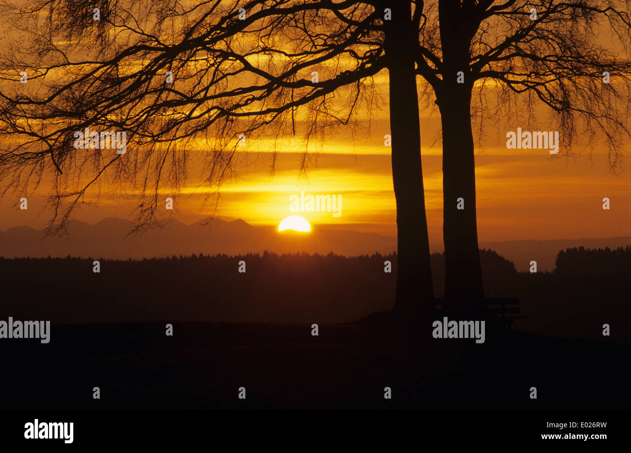 bench under tree in sunset Stock Photo - Alamy