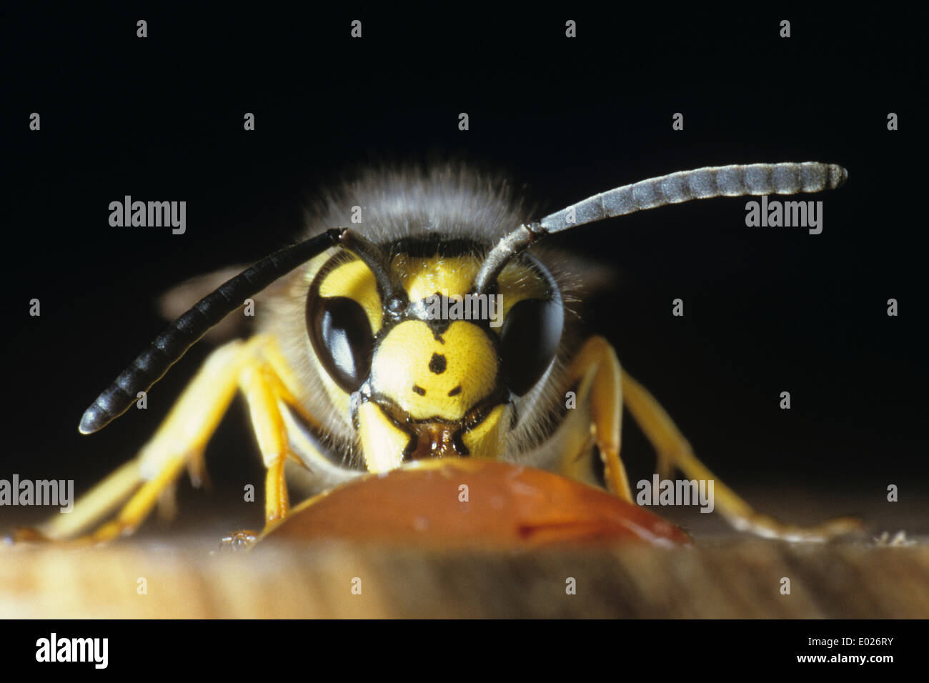 Microscopic teeth hi-res stock photography and images - Alamy