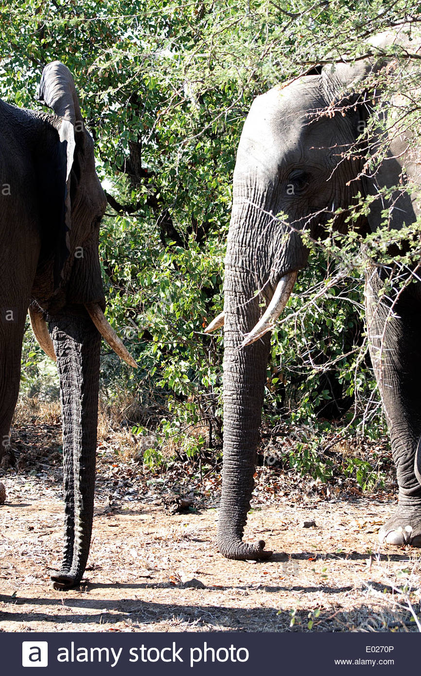 Elephants Touching Trunks Stock Photos & Elephants Touching Trunks ...