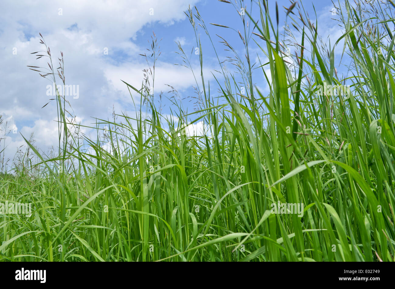Green grass and blue sky covered with clouds. Sunny day in early summer ...