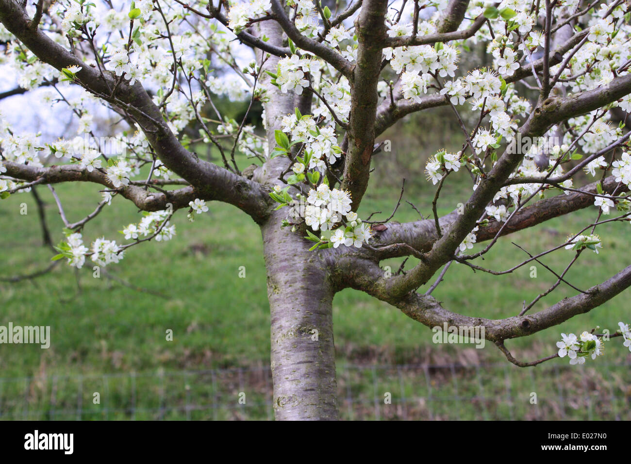 White cherry blossom tree in spring season Stock Photo - Alamy