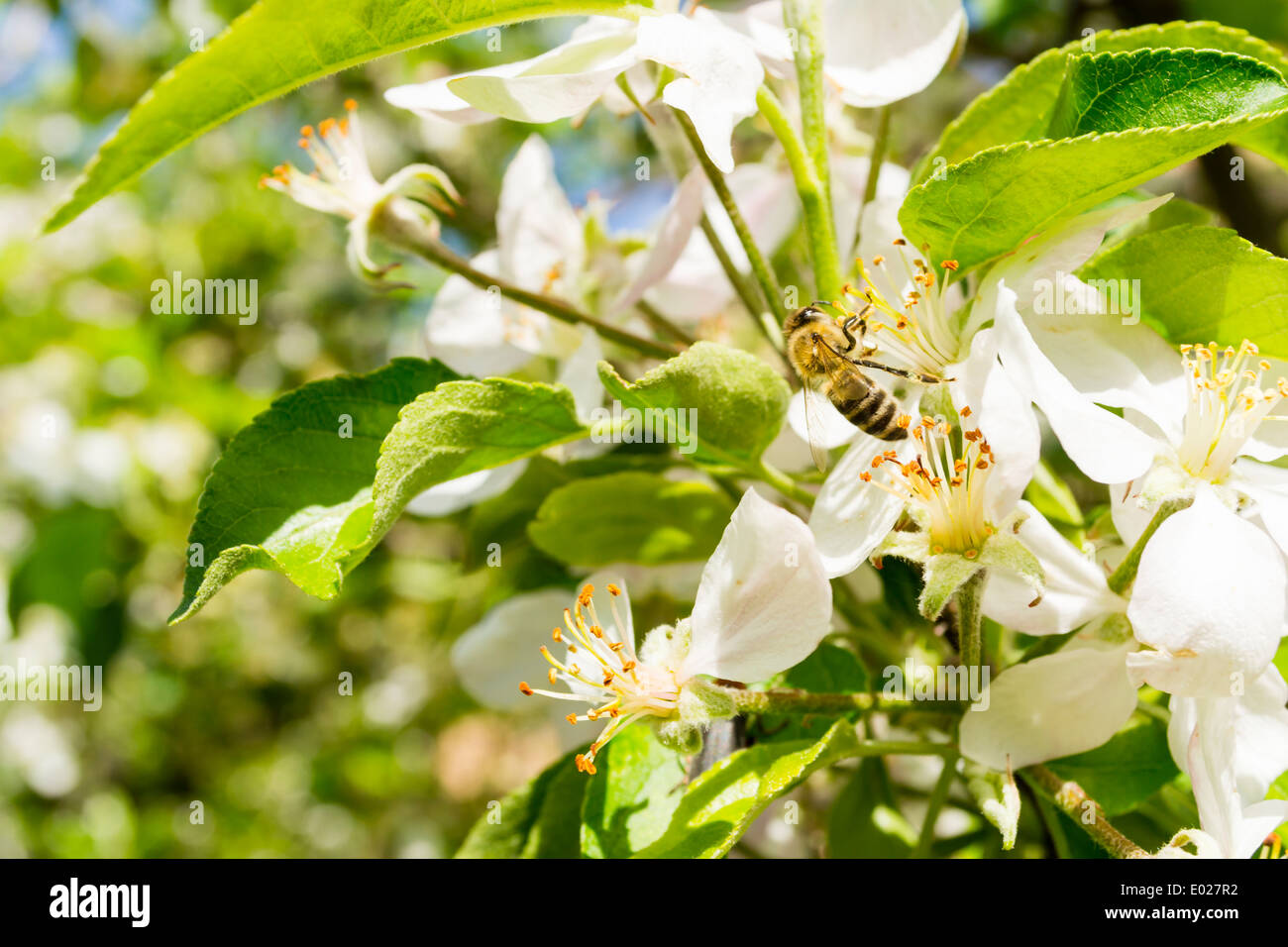 Bee pollinating apple tree flowers Stock Photo - Alamy