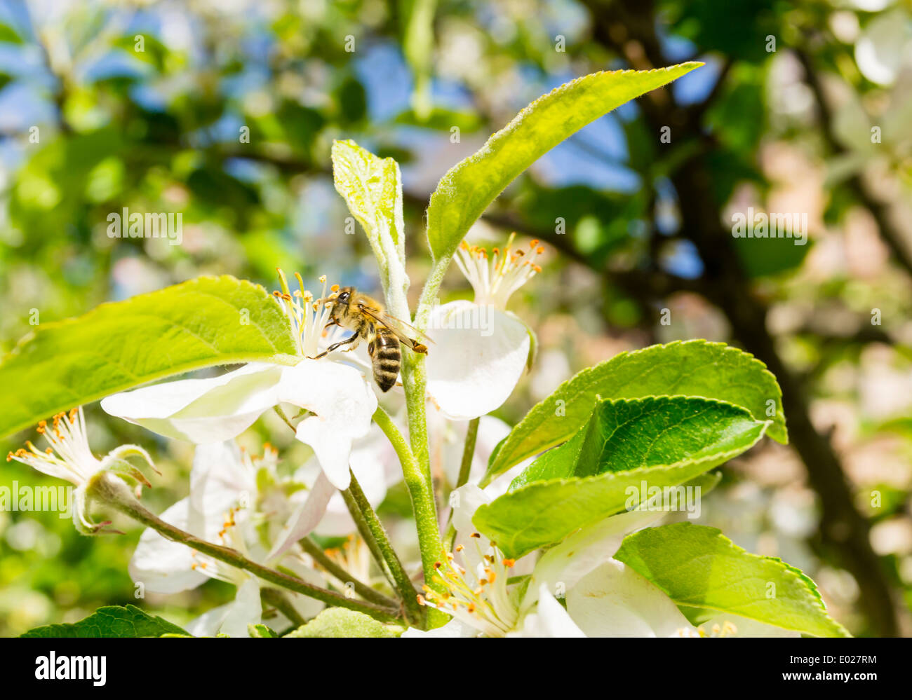 Bee pollinating apple tree flowers Stock Photo - Alamy