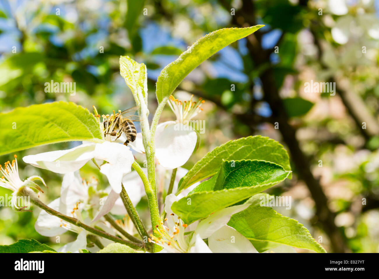 Pollinating tree hi-res stock photography and images - Alamy