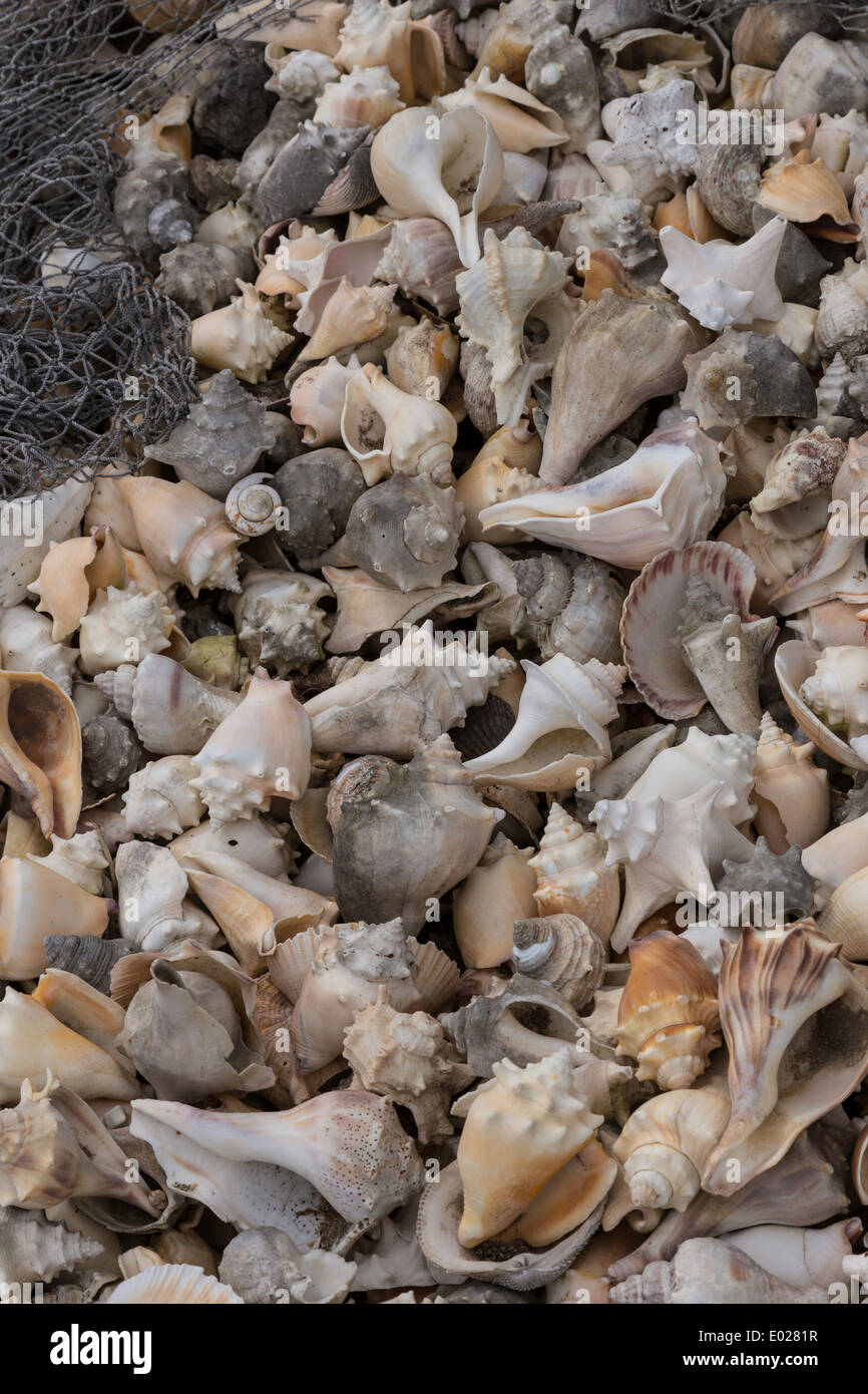 Still LIfe Sea Shells, Florida, USA Stock Photo - Alamy
