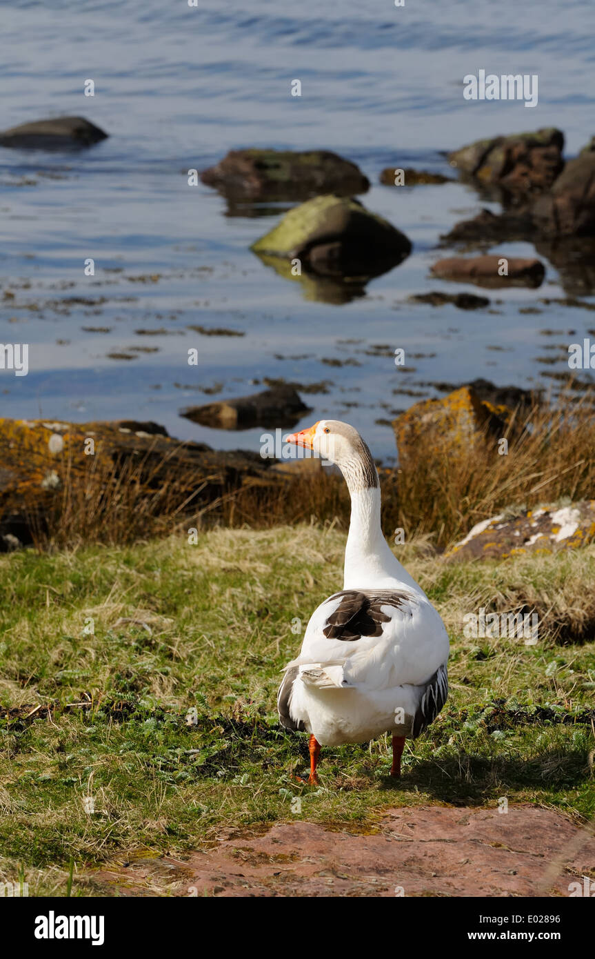 Twente goose hi-res stock photography and images - Alamy
