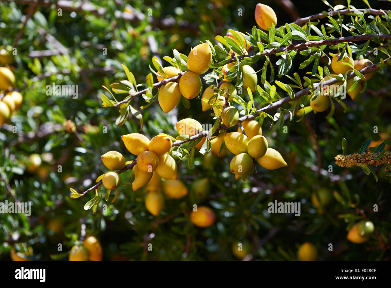 Fresh Argan nuts growing on an Argon tree. Near Essouira, Morocco Stock ...