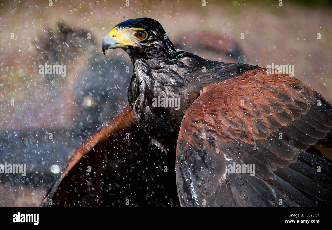 Wet hawk hi-res stock photography and images - Alamy