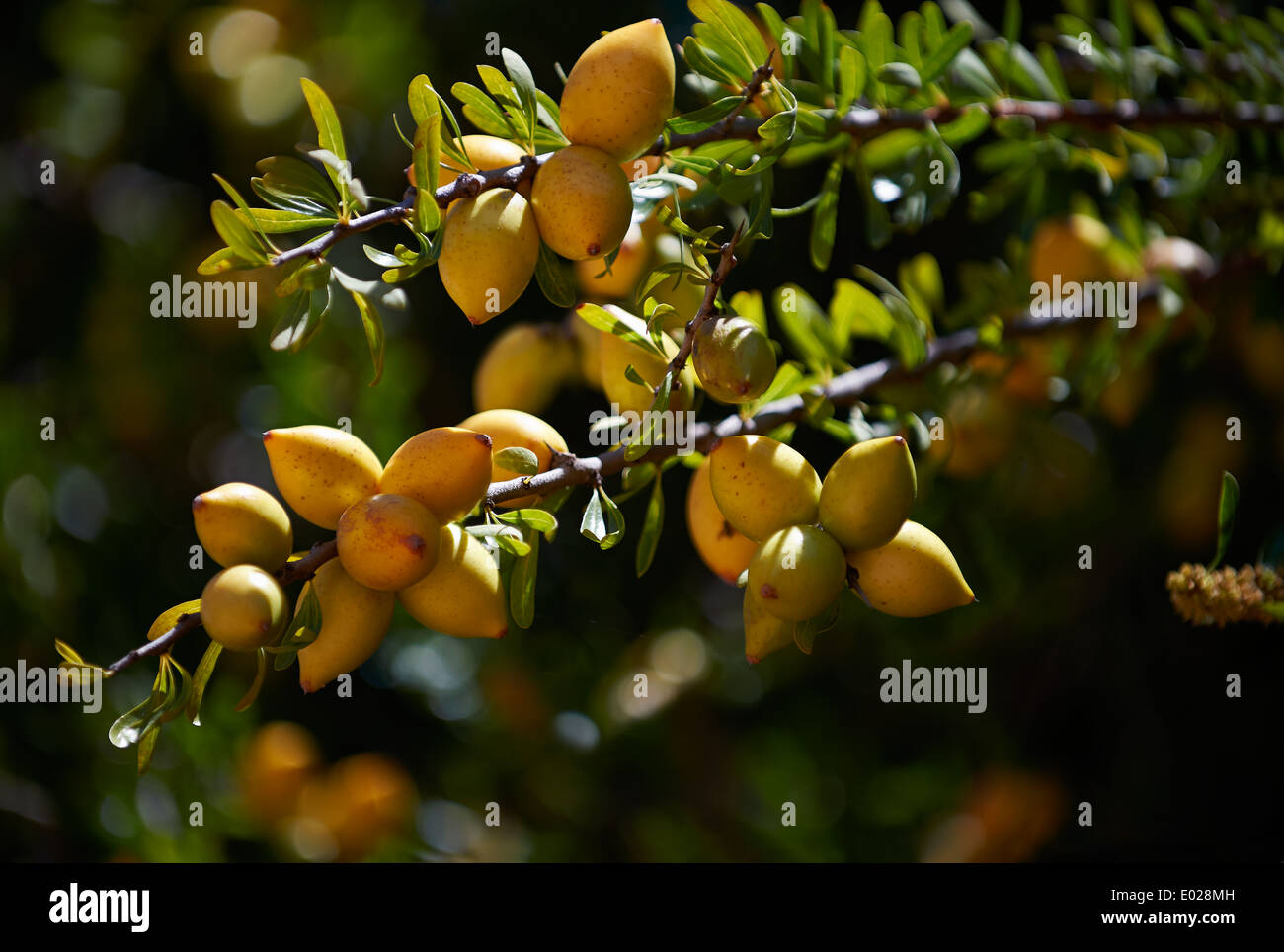 Argan tree hi-res stock photography and images - Alamy