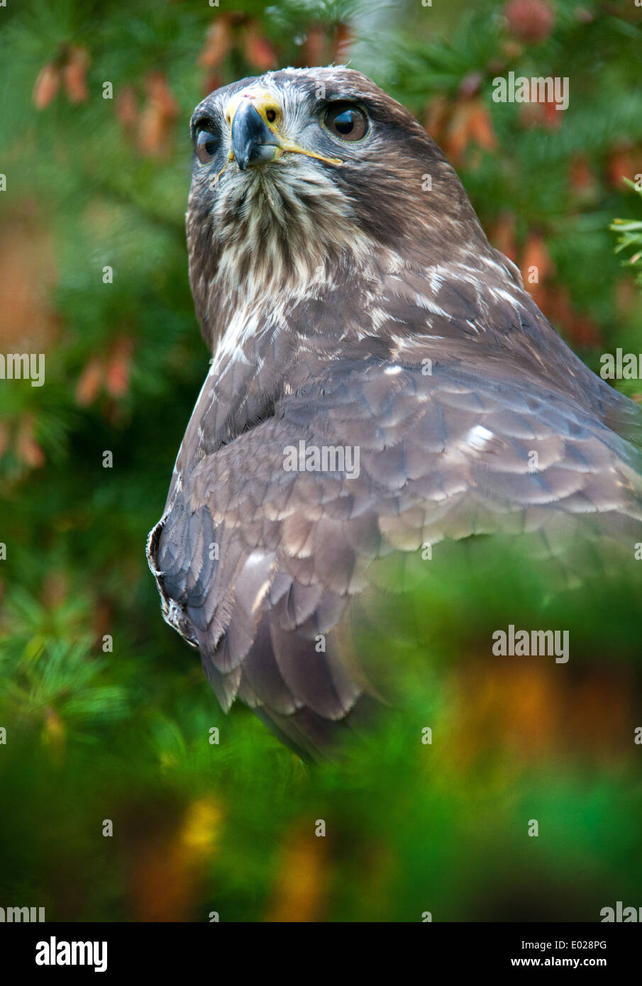 Common buzzard bird hi-res stock photography and images - Alamy