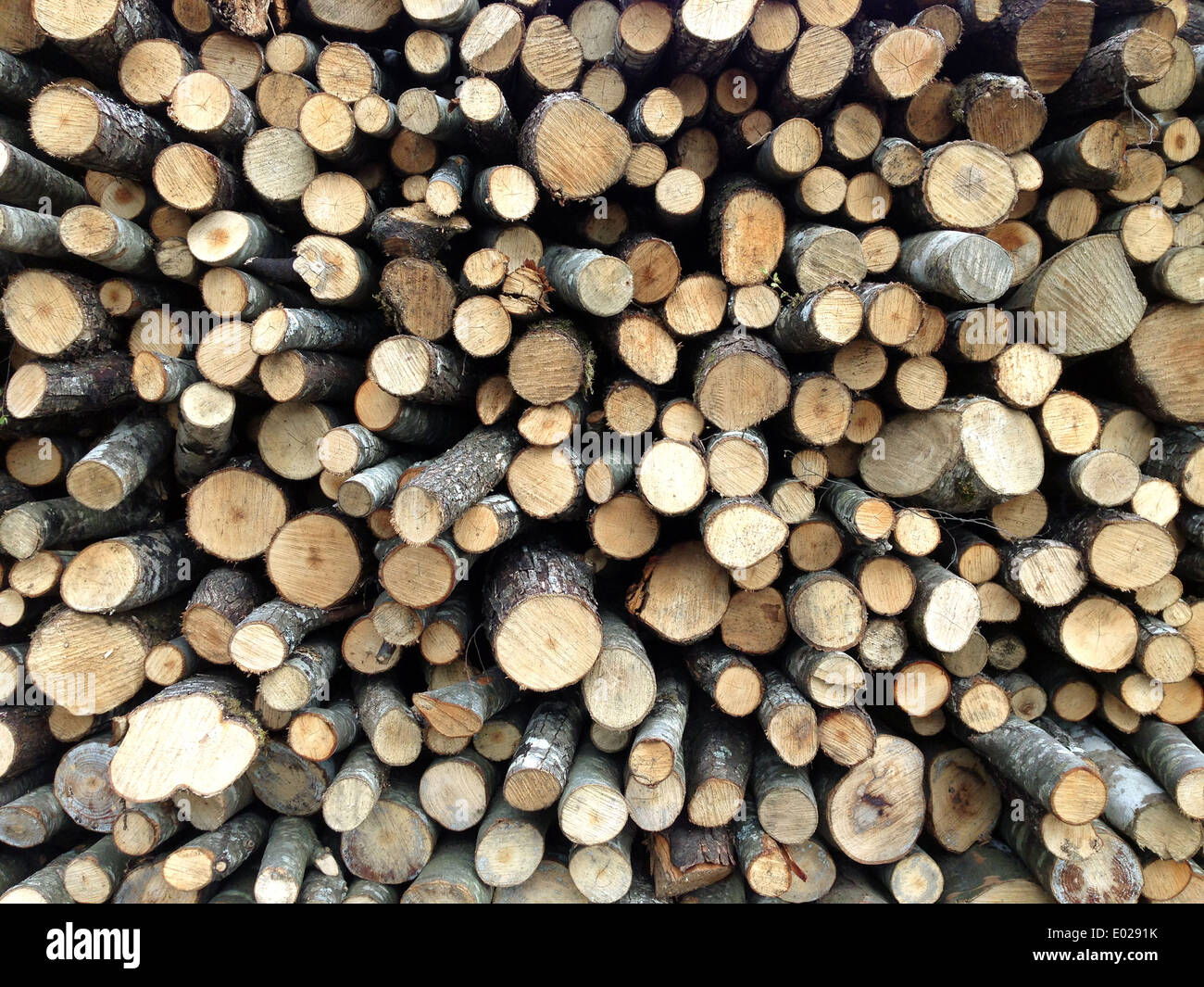 Sliced wood log hi-res stock photography and images - Alamy