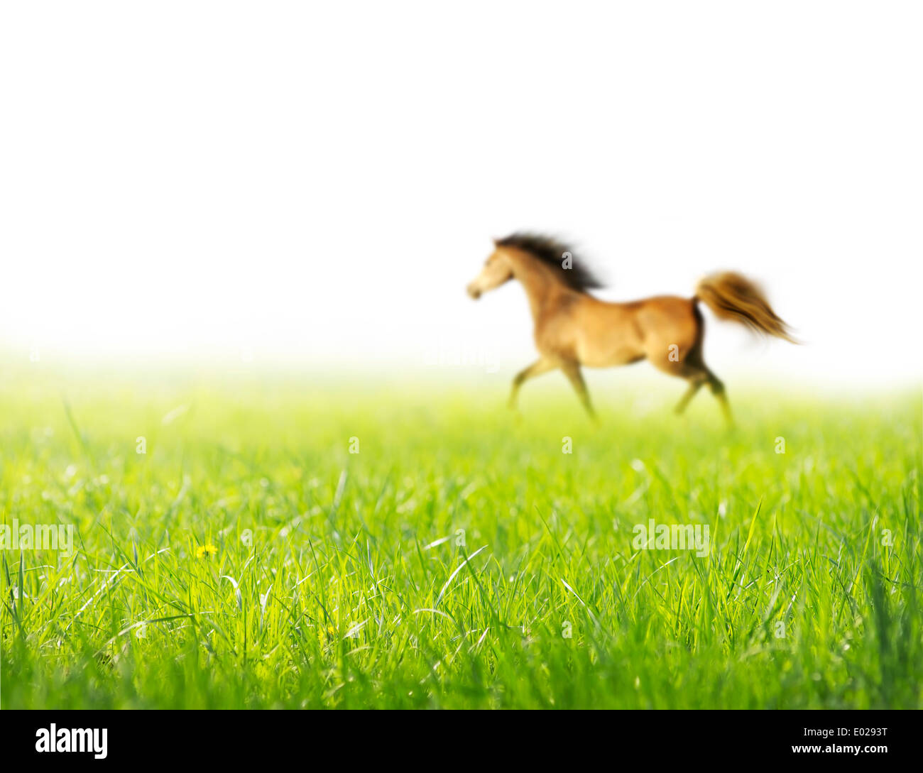 Spring horse grass hi-res stock photography and images - Alamy