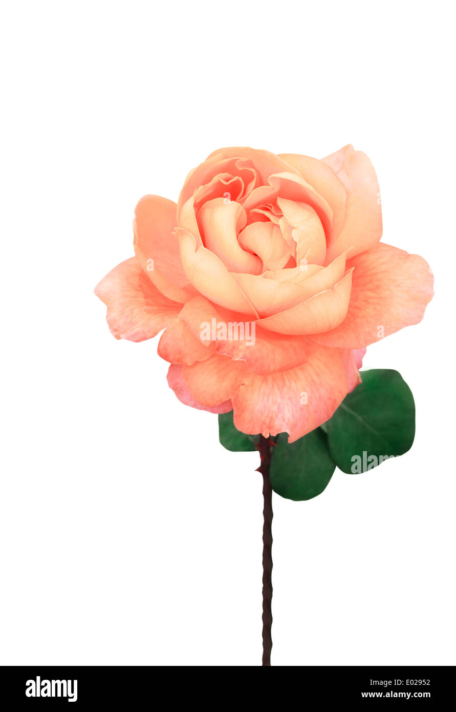 Rose coral hi-res stock photography and images - Alamy