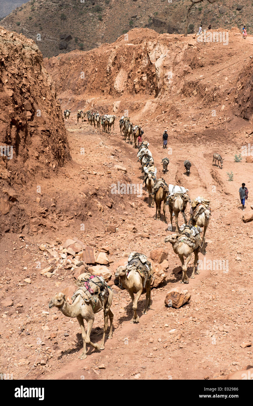 A salt caravan making its way up to the highlands from the Danakil ...