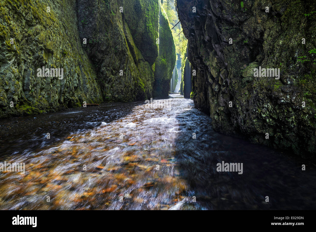 Oneonta Gorge in the Columbia River Gorge in Oregon Stock Photo - Alamy