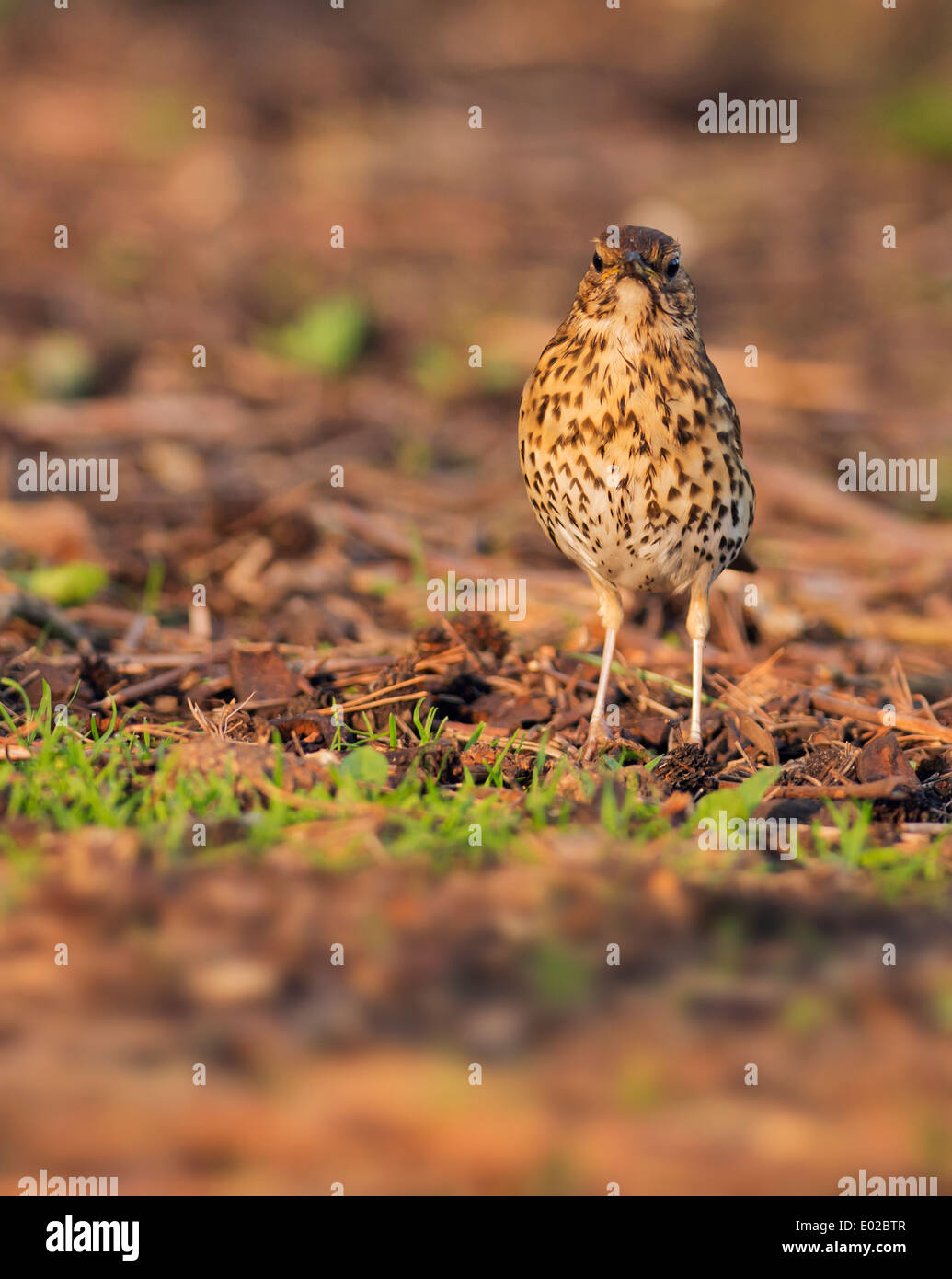 Songthrush hi-res stock photography and images - Alamy