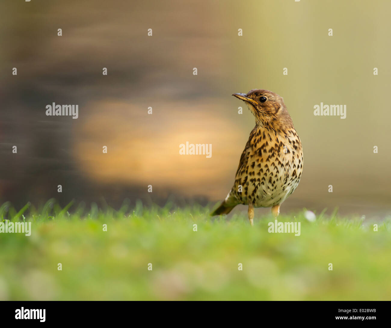 Songthrush hi-res stock photography and images - Alamy