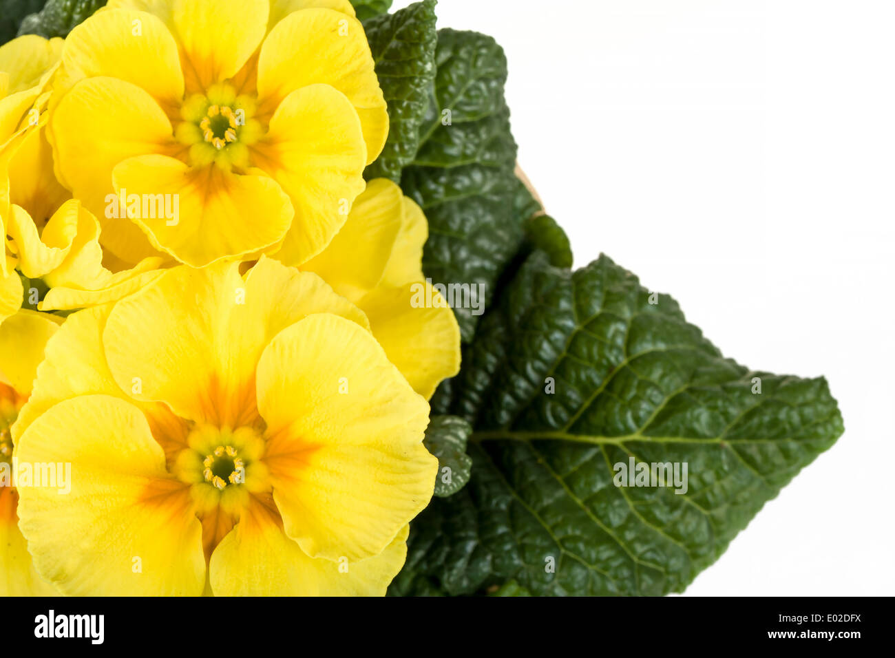 macro fo yellow flower primrose Isolated on White Background Stock ...