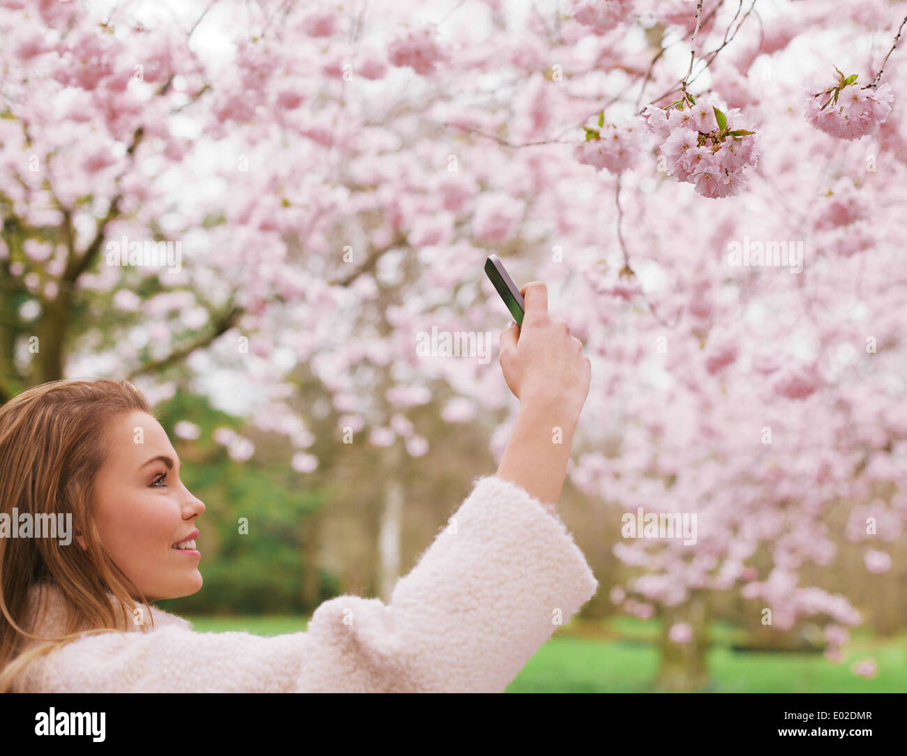 Attractive young woman taking pictures of pink blossom flowers at a ...
