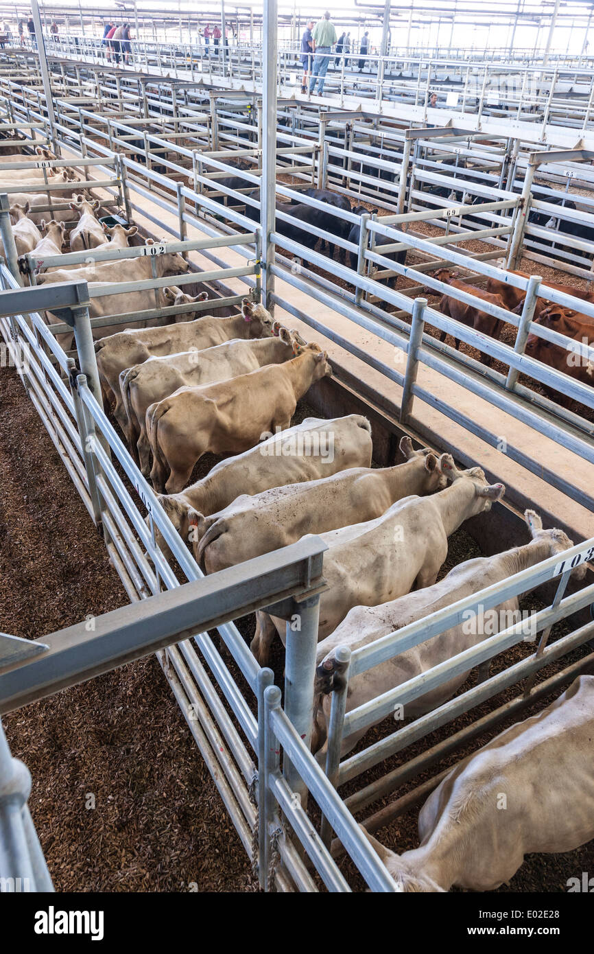 Muchea Livestock Market on cattle day Western Australia Stock Photo - Alamy