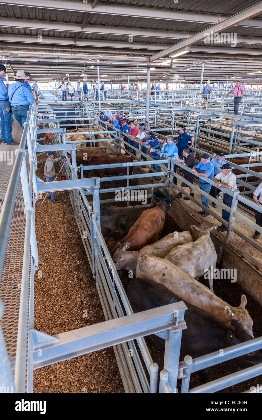 Muchea Livestock Market on cattle day Western Australia Stock Photo - Alamy