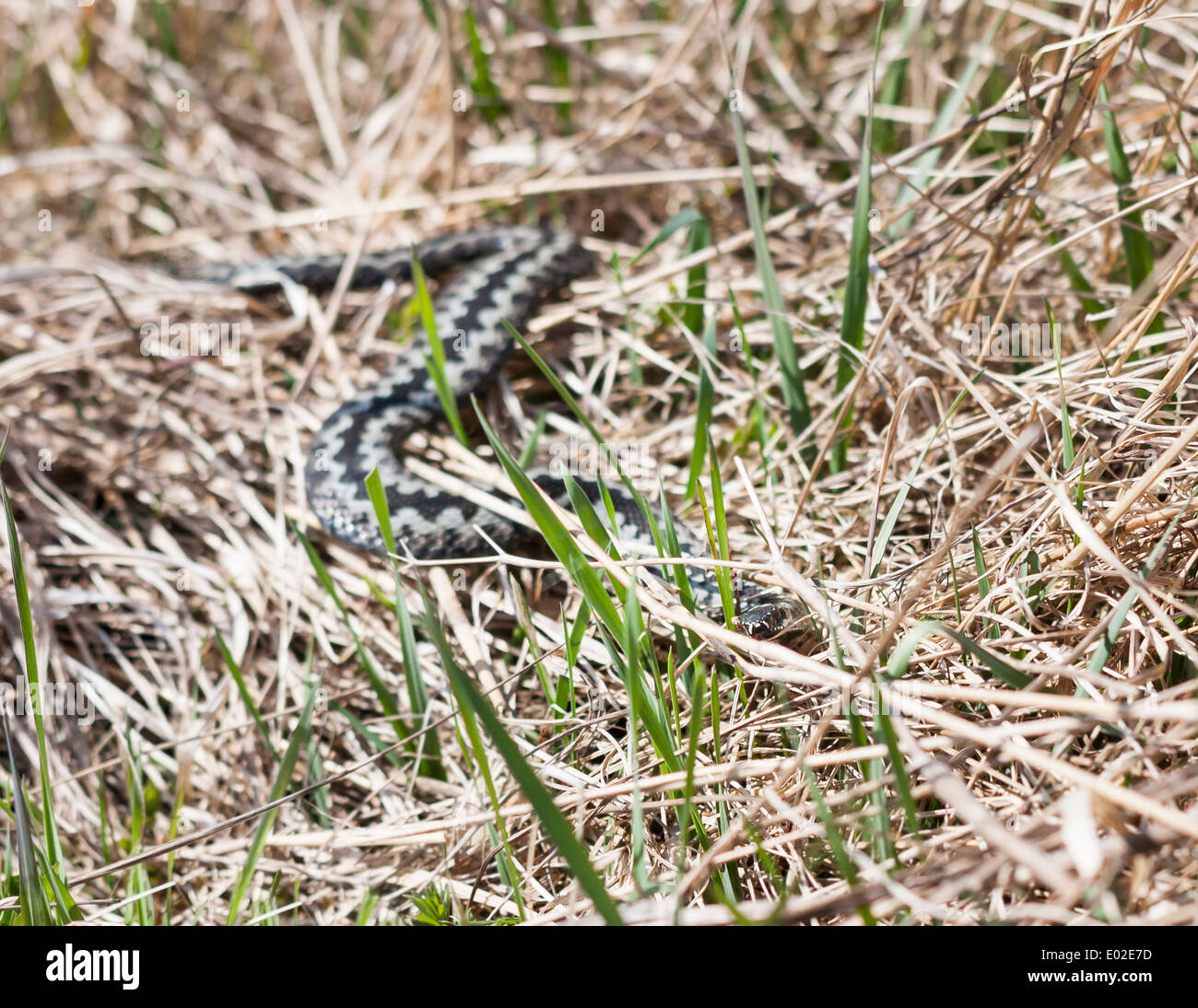 Adder viper snake hi-res stock photography and images - Alamy