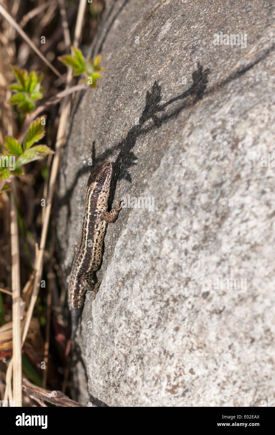 Sand Lizard lying in the sun on gray rock Stock Photo - Alamy