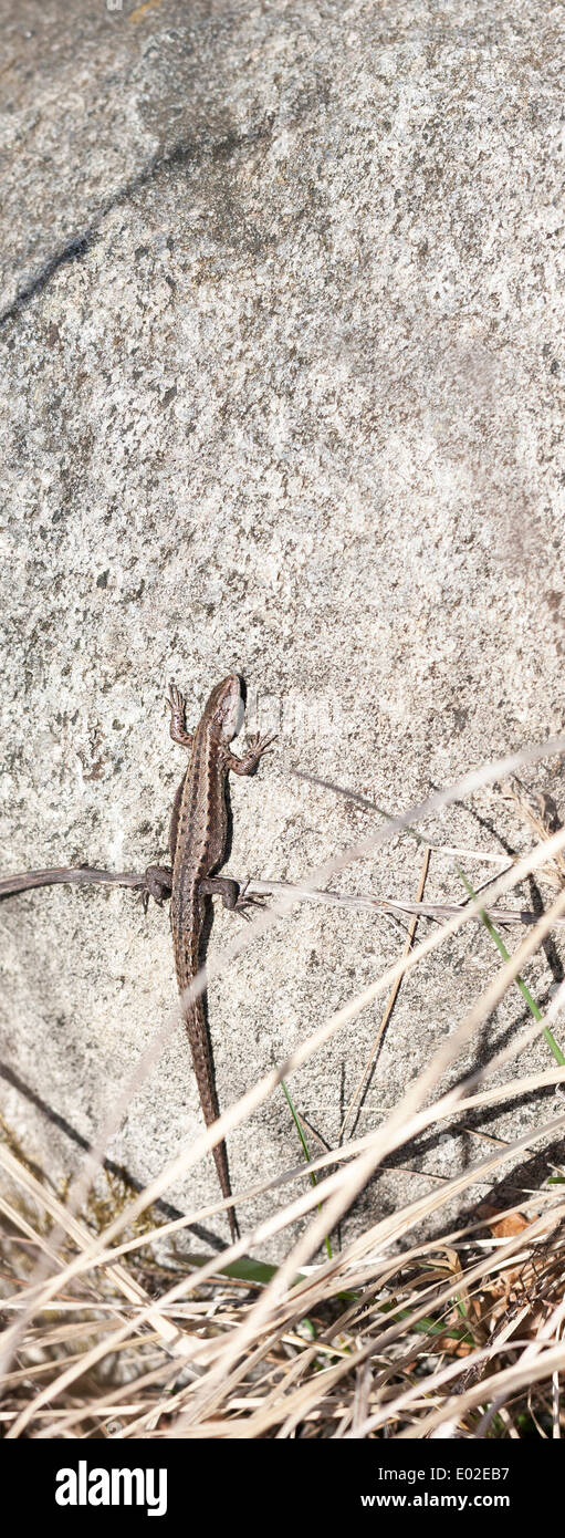Sand Lizard lying in the sun on gray rock Stock Photo - Alamy