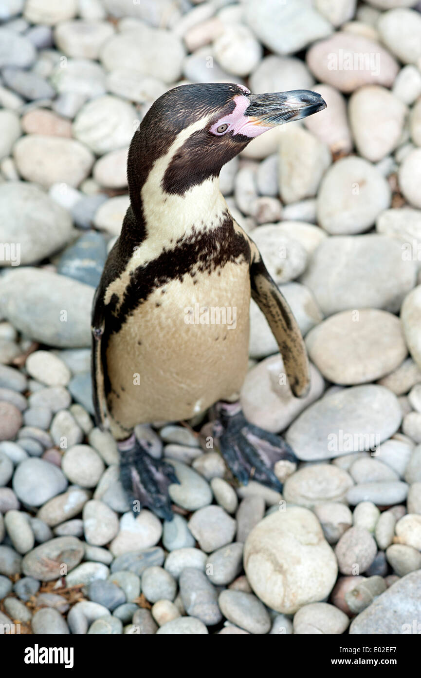 Penguin stands on the pebbles and looks around on Penguin Beach in ...