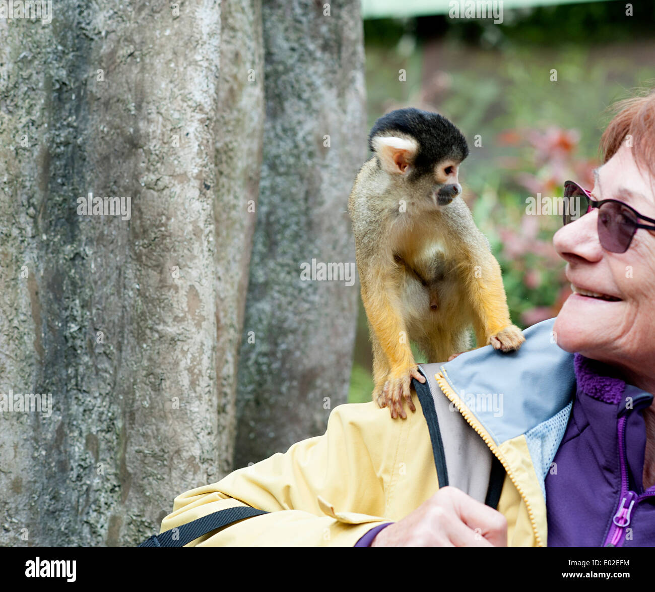 Monkey enclosure hi-res stock photography and images - Alamy