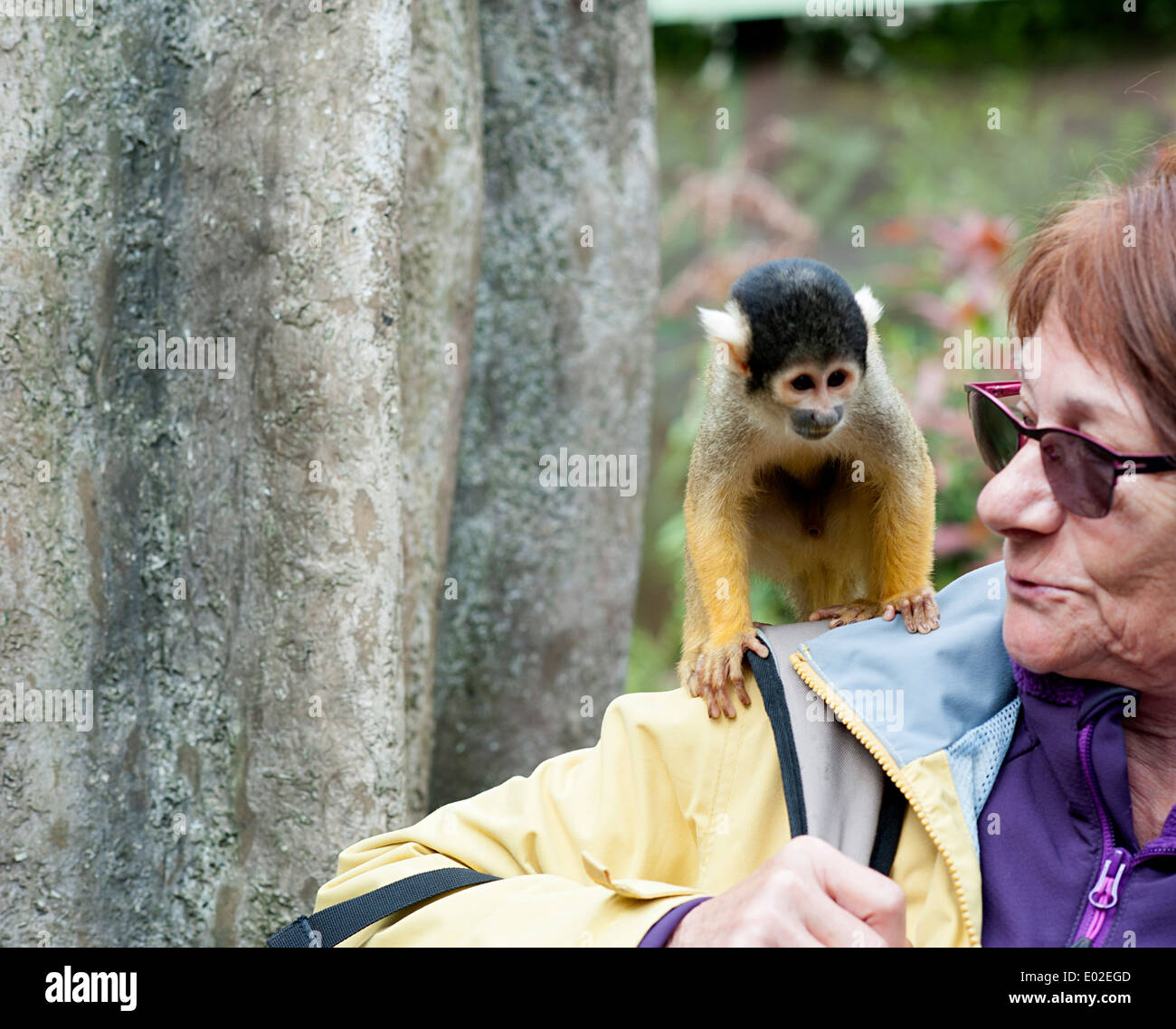 Black-capped squirrel monkey surprises visitor in the walk-through ...