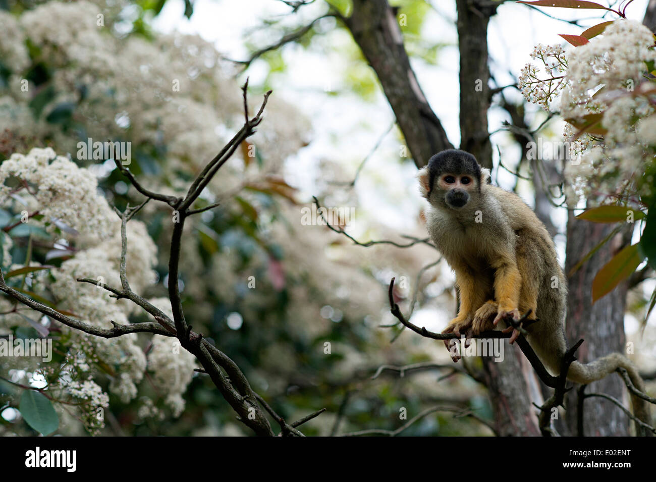 Monkey enclosure zoo hi-res stock photography and images - Alamy