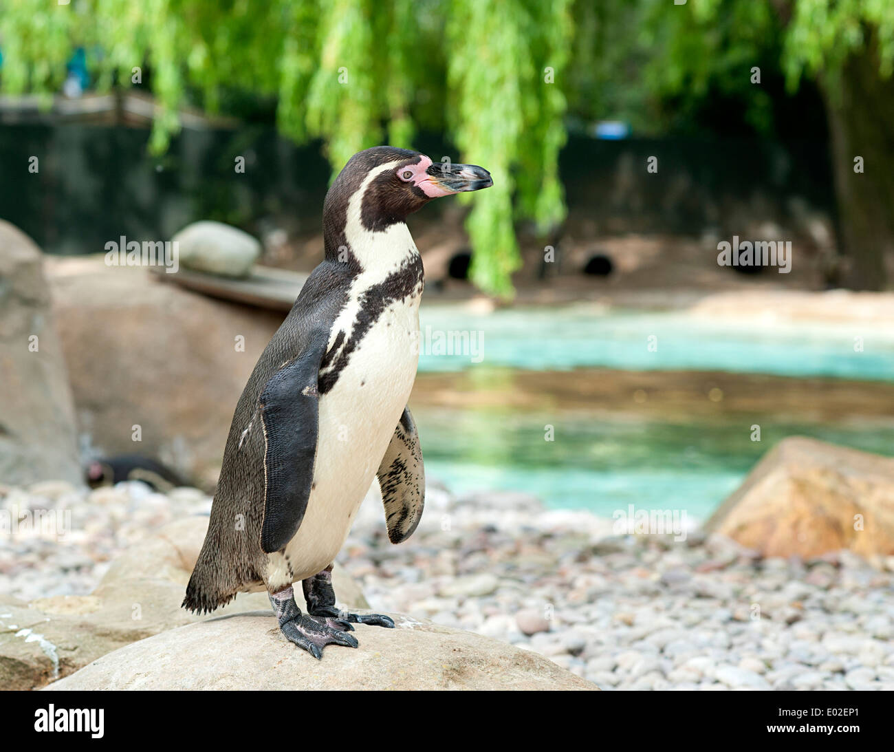 Penguin stands on the rock and looks around on Penguin Beach in London ...