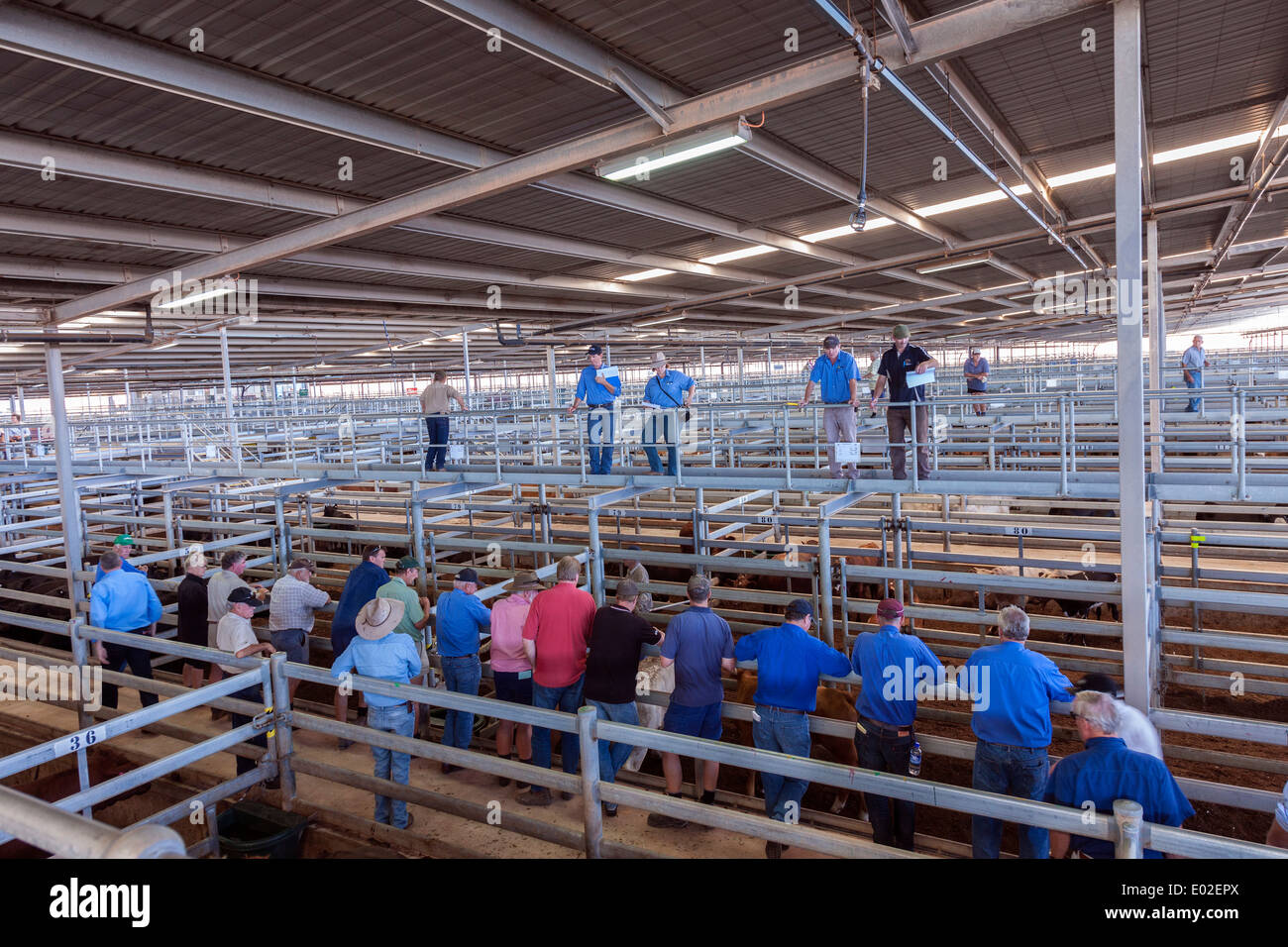 Muchea Livestock Market on cattle day Western Australia Stock Photo - Alamy