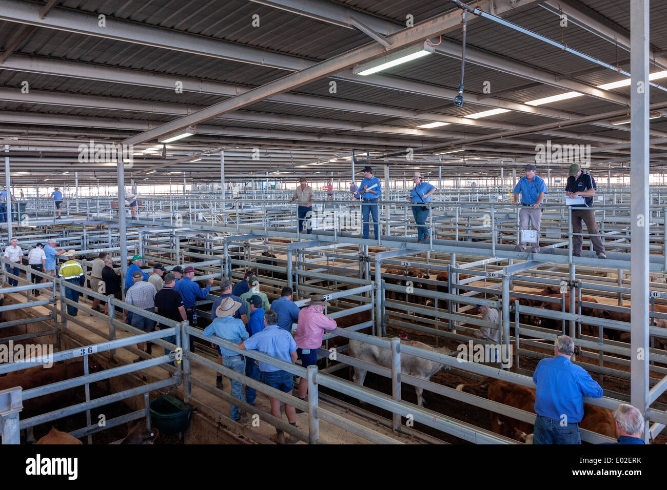 Muchea Livestock Market on cattle day Western Australia Stock Photo - Alamy