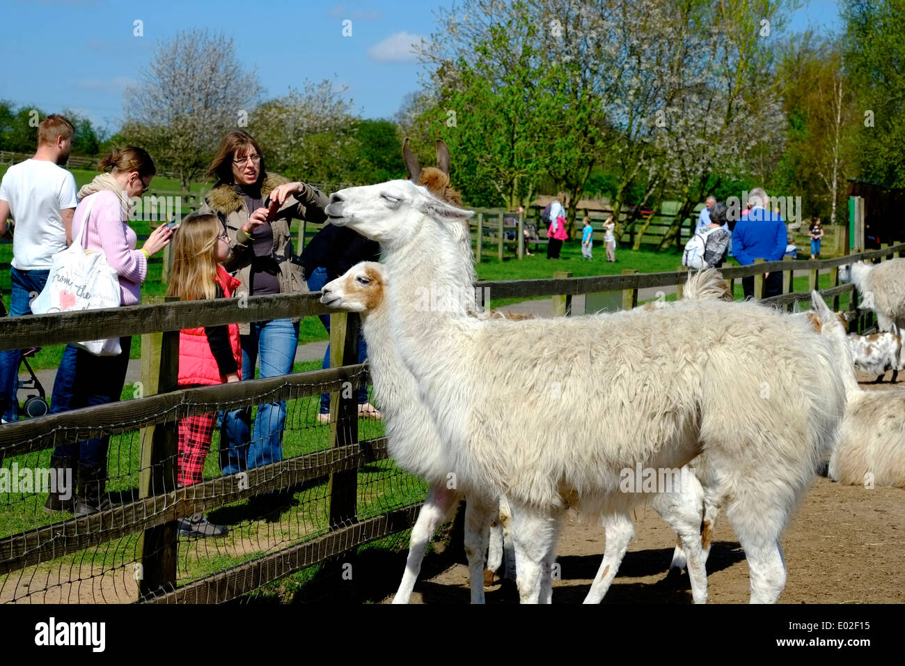 White Post Farm Nottinghamshire England UK. Visitors at the Llama ...