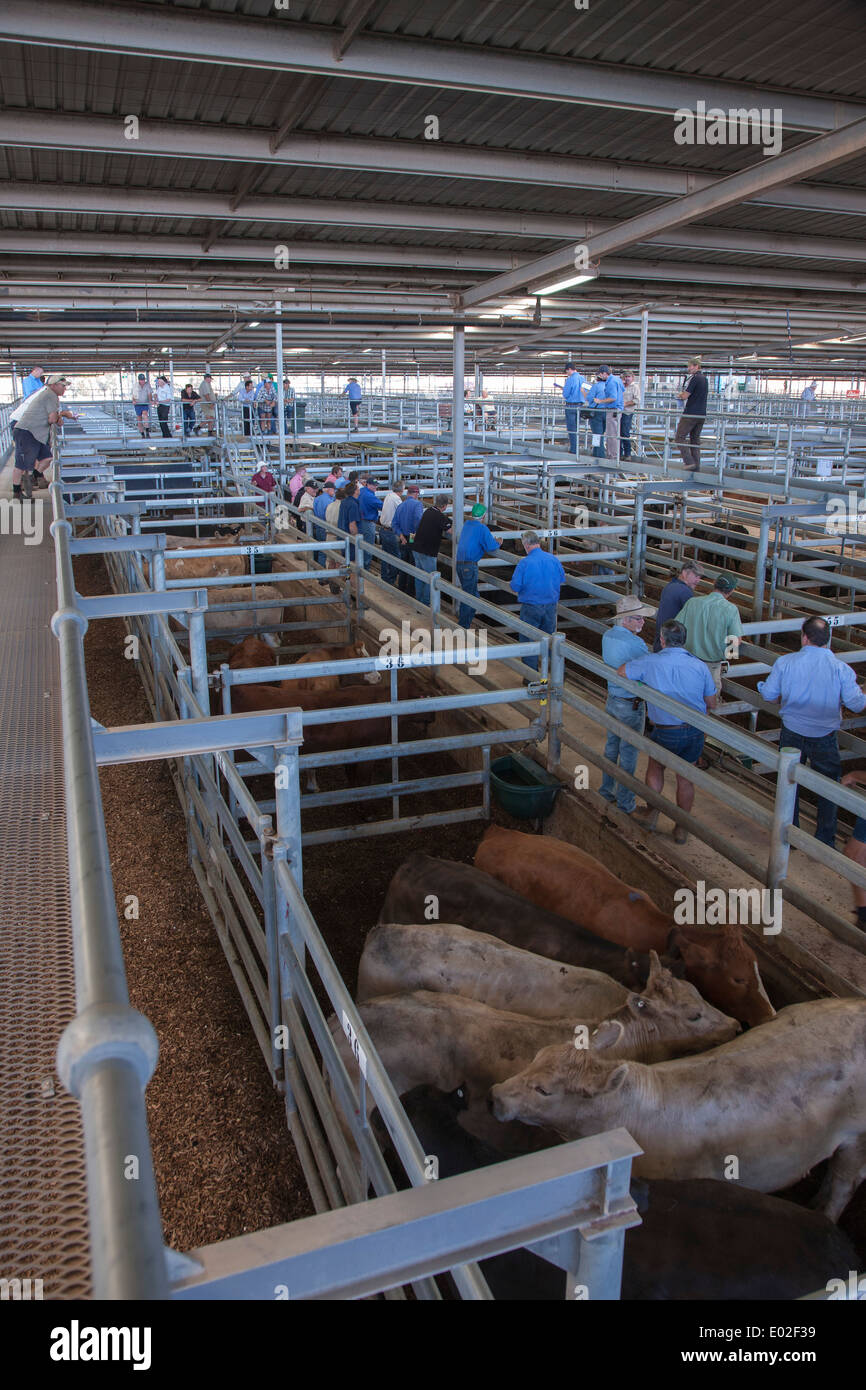 Muchea Livestock Market on cattle day Western Australia Stock Photo - Alamy
