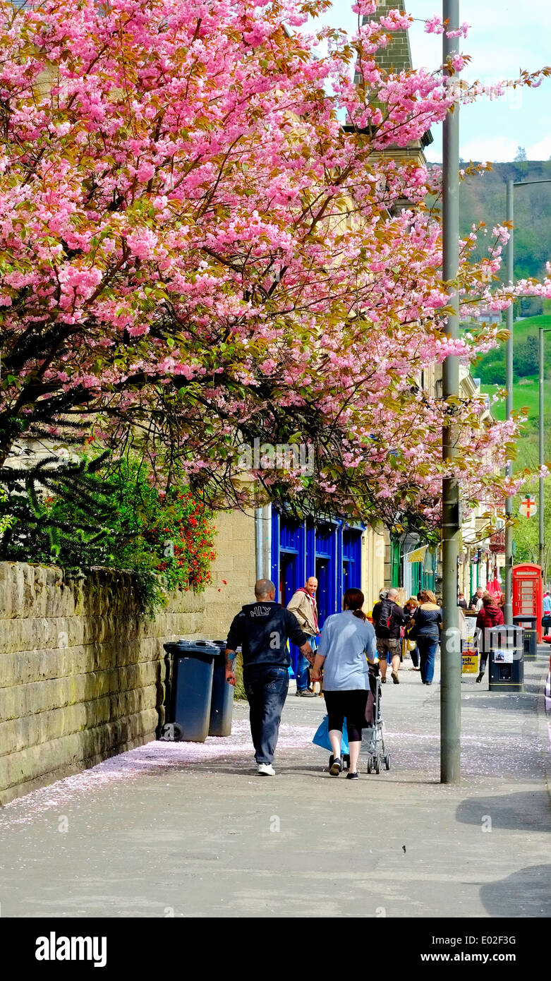 Tree in blossom hi-res stock photography and images - Alamy
