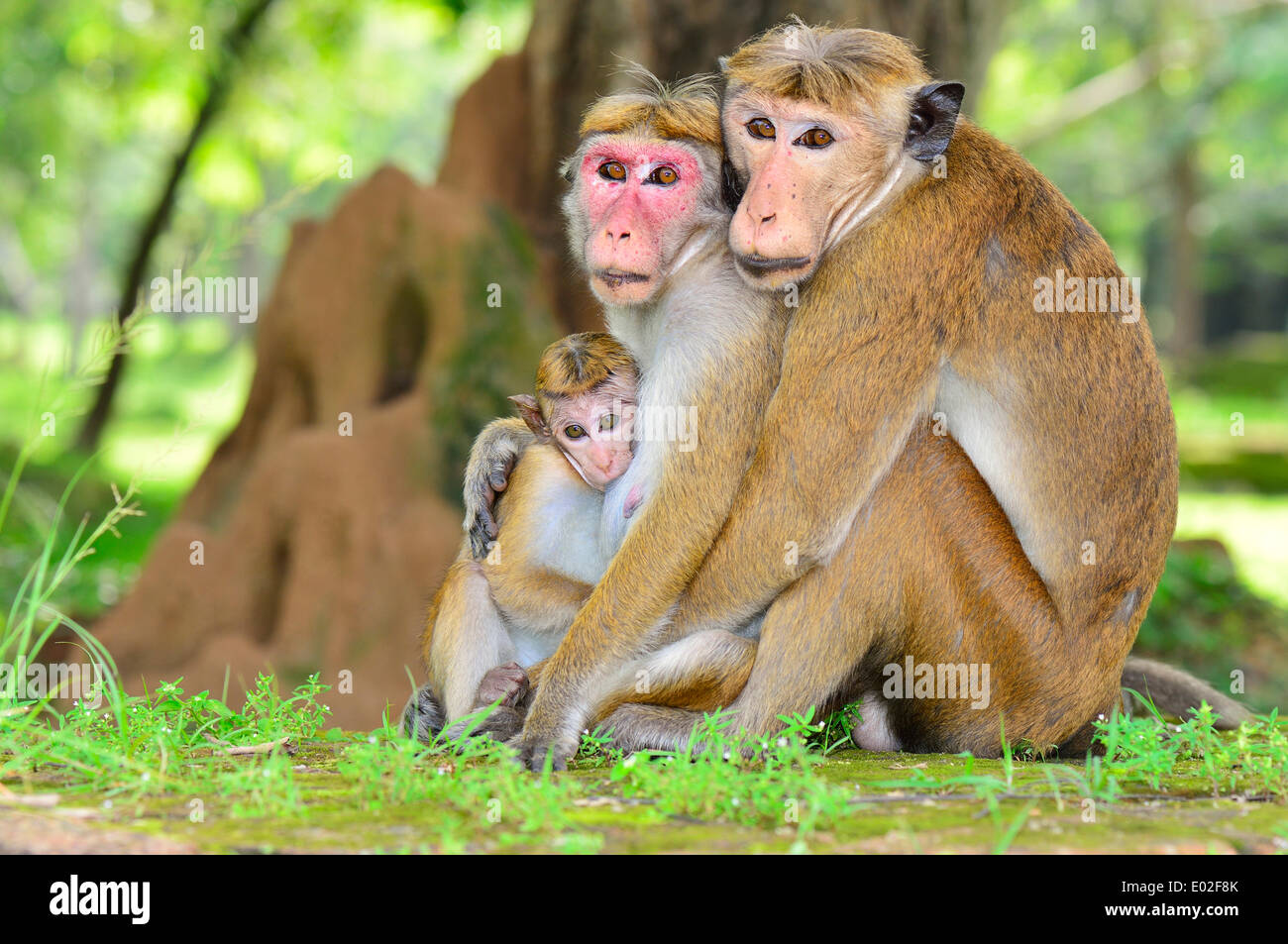 Toque Macaques (Macaca sinica), monkey family, cuddling, Polonnaruwa ...