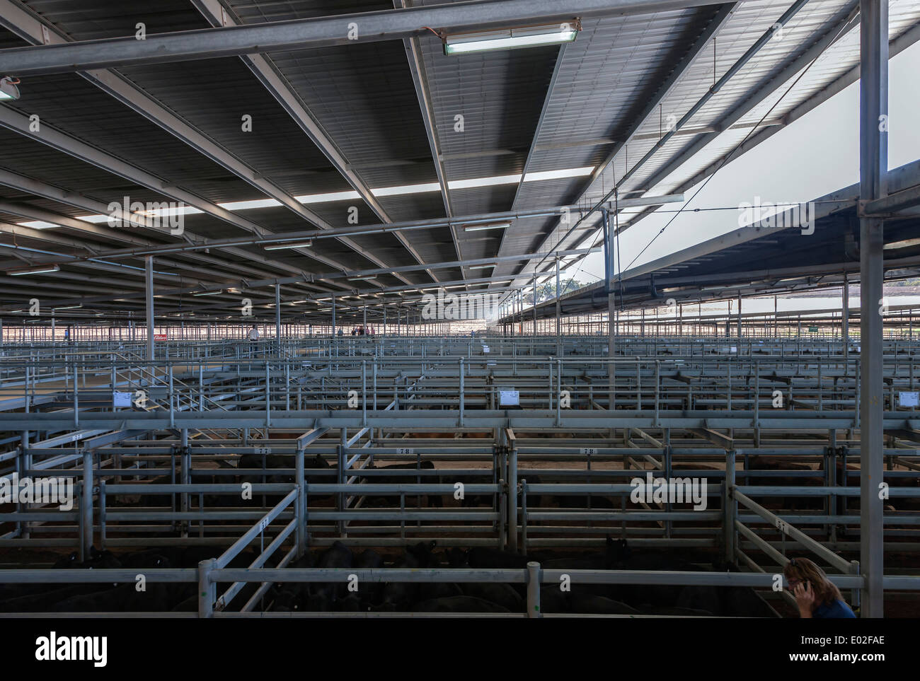 Muchea Livestock Market on cattle day Western Australia Stock Photo - Alamy
