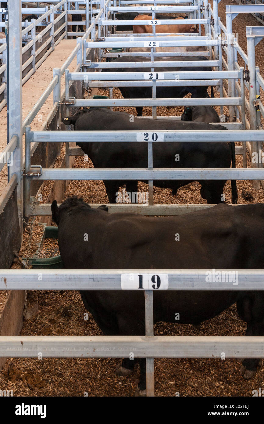 Muchea Livestock Market on cattle day Western Australia Stock Photo - Alamy