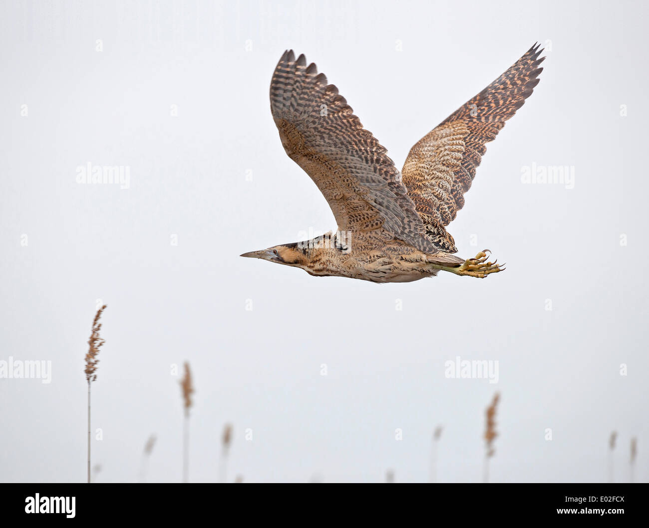 Bitterns wings hi-res stock photography and images - Alamy