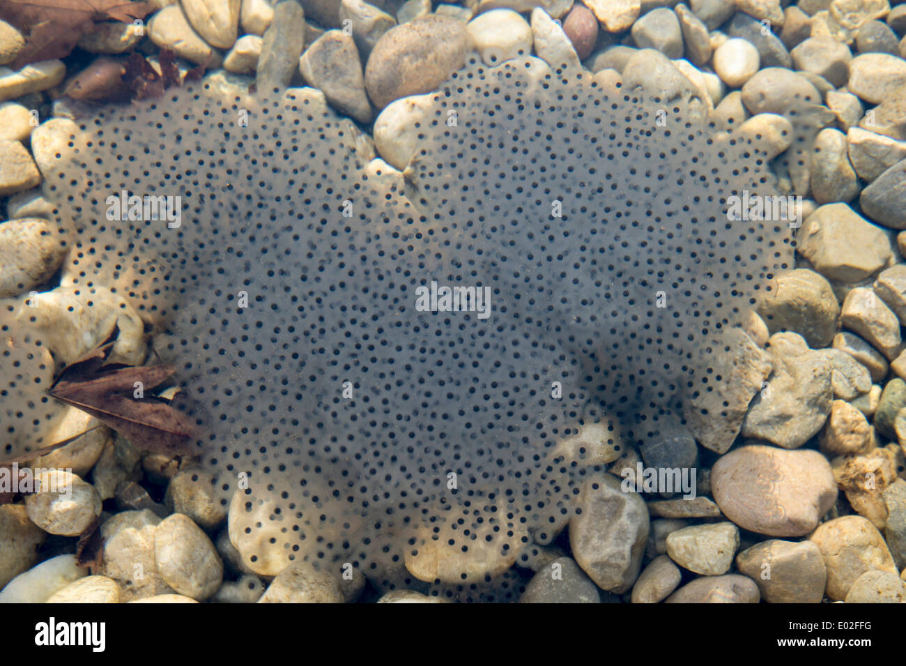 Frog spawn hi-res stock photography and images - Alamy