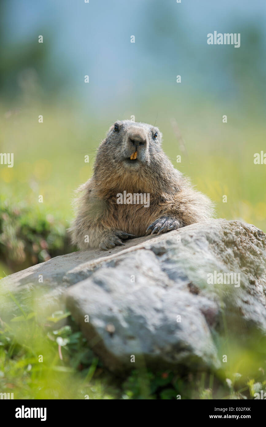 Alpine Marmot (Marmota marmota) on a rock, Dachstein Range, Styria, Austria Stock Photo - Alamy