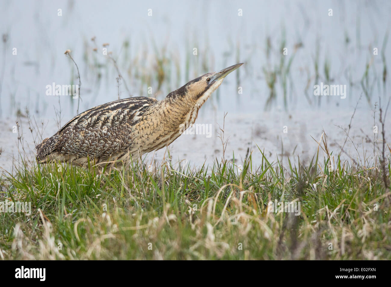 Eurasian Bittern or Great Bittern (Botaurus stellaris) on the lakeshore ...