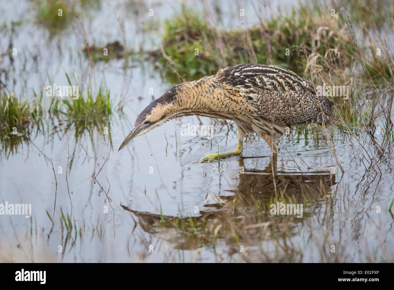 Eurasian Bittern or Great Bittern (Botaurus stellaris) im the water ...