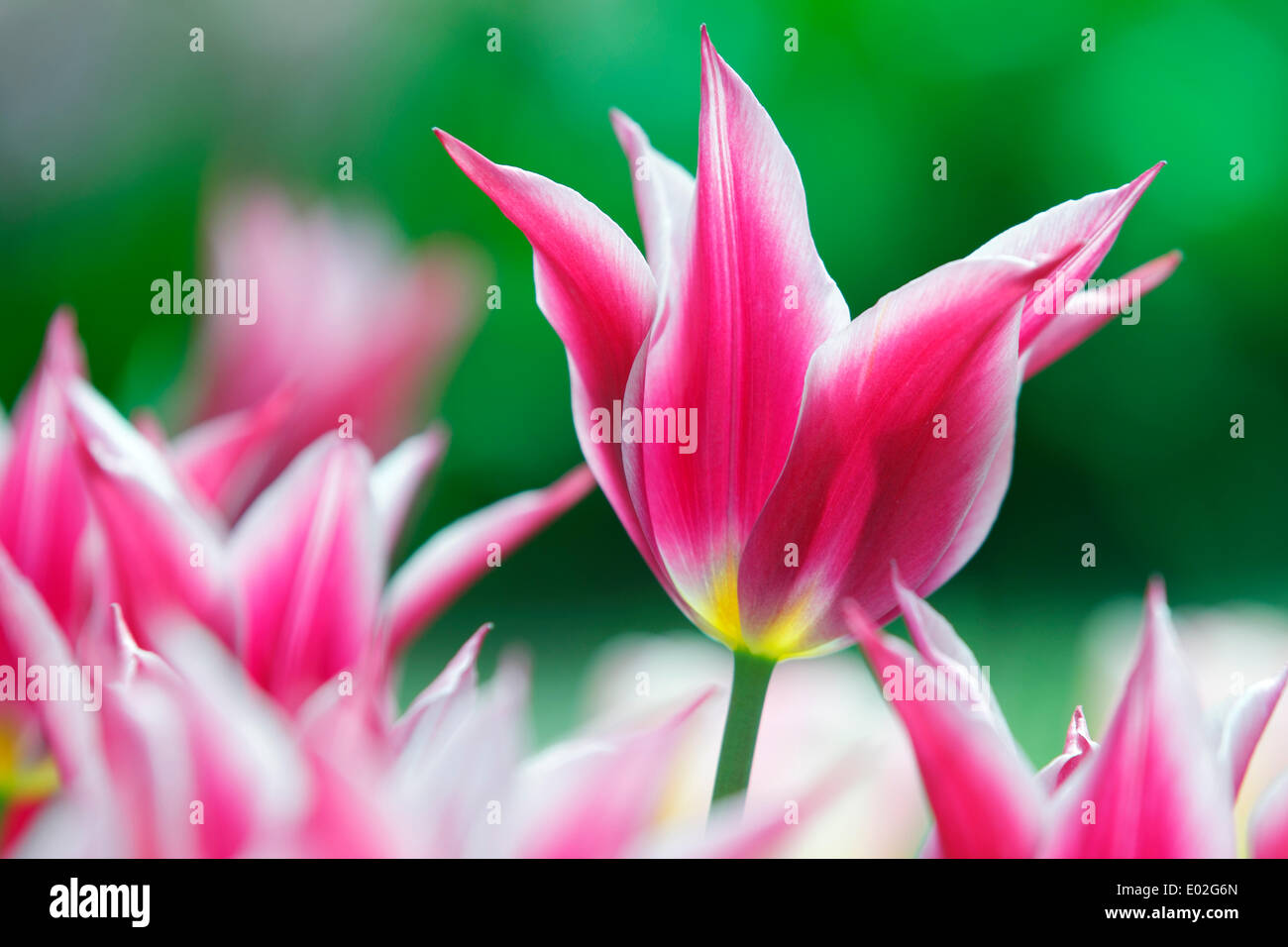 Flowering Tulips (Tulipa 'Maytime'), lily flowered tulip variety ...