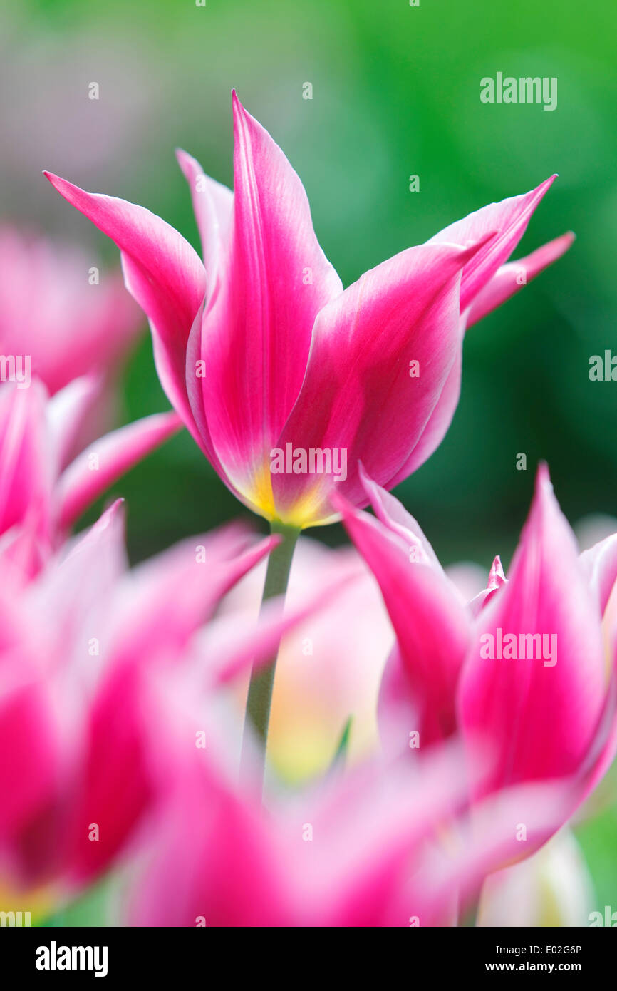 Flowering Tulips (Tulipa 'Maytime'), lily flowered tulip variety ...