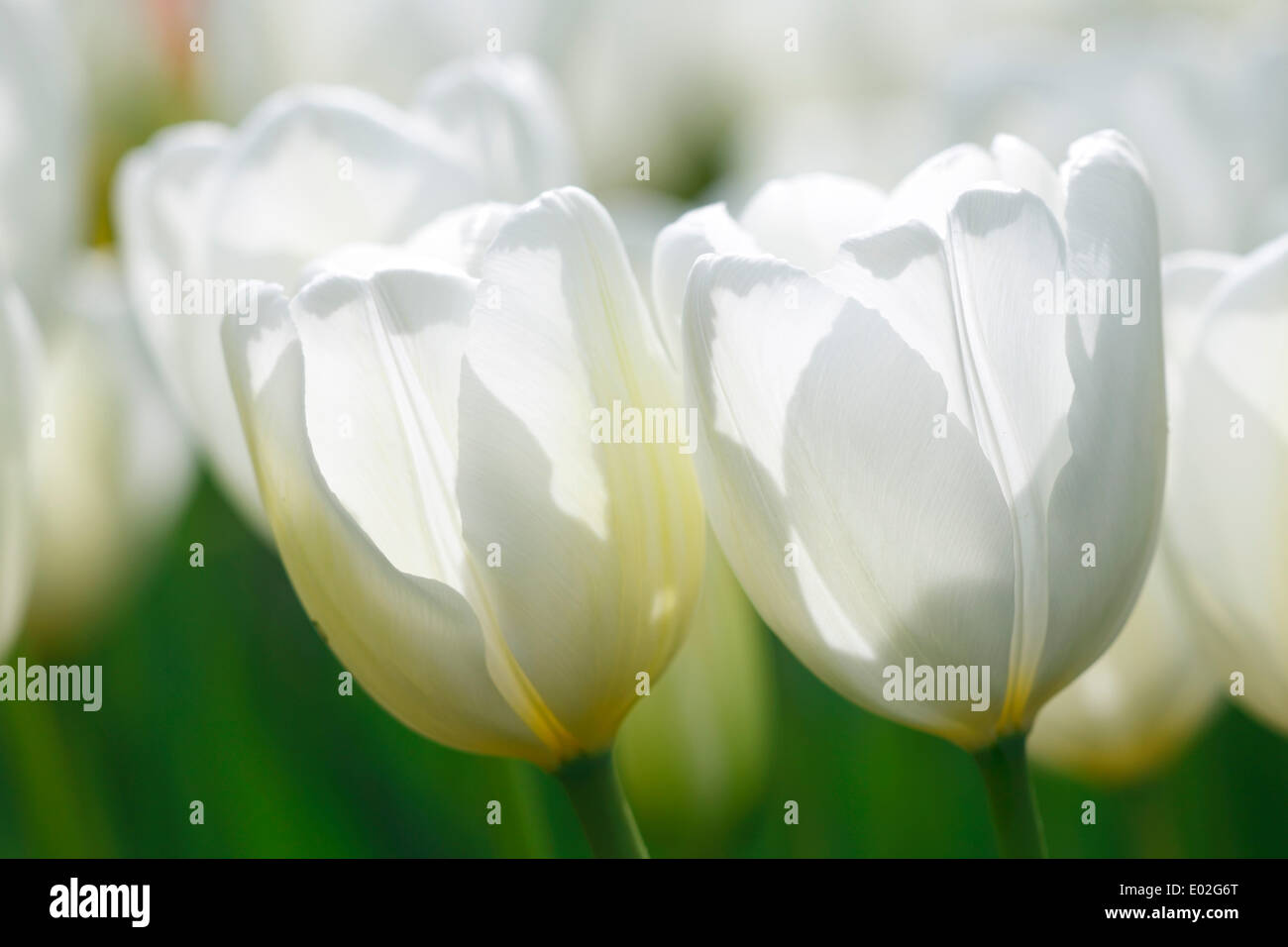 Flowering white Tulips (Tulipa 'Hakuun'), Darwin hybrid tulip variety "Hakuun Stock Photo - Alamy